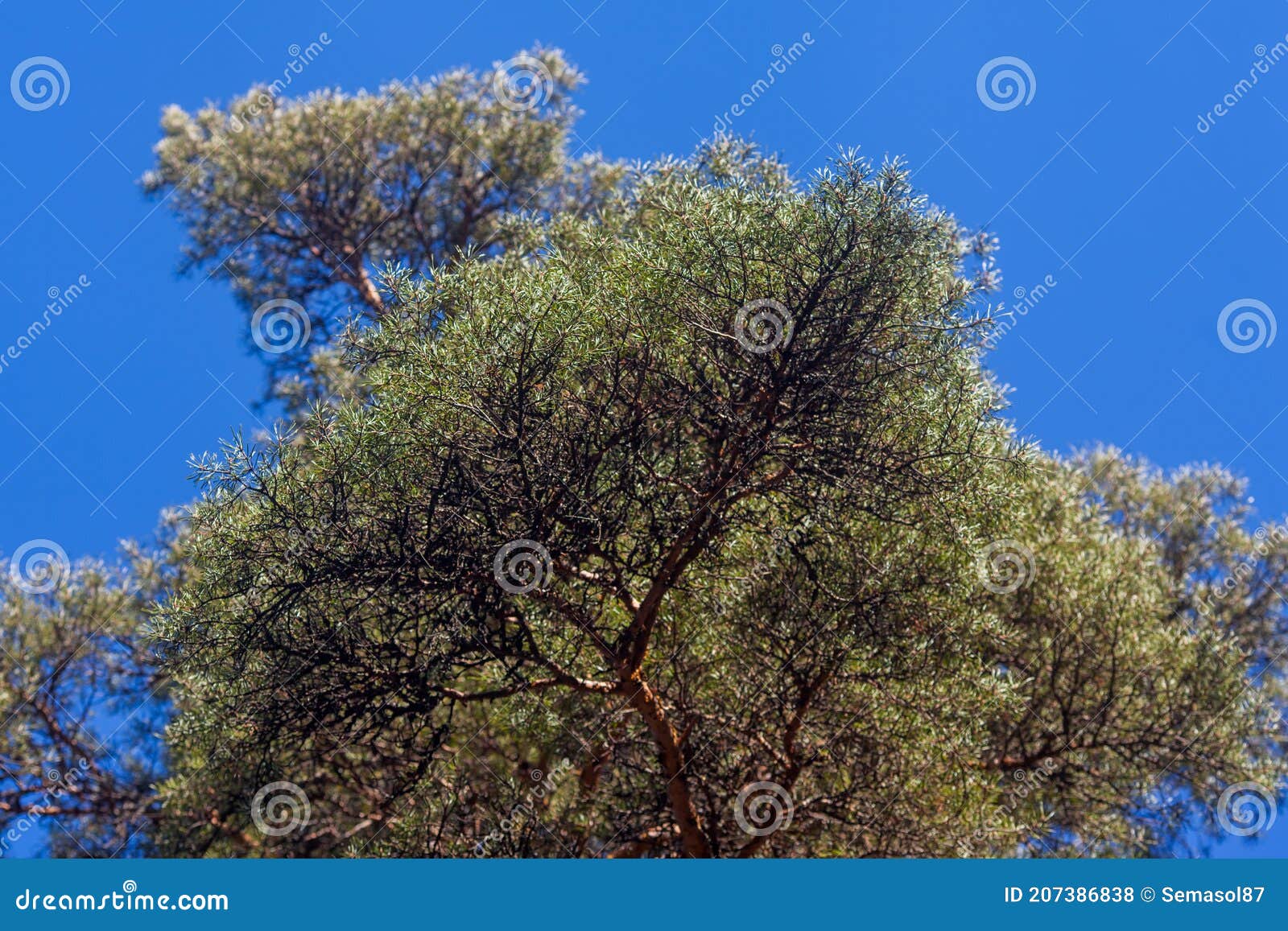 Pine Branches. Large Pine Tree, Bottom View on Green Branches Stock ...
