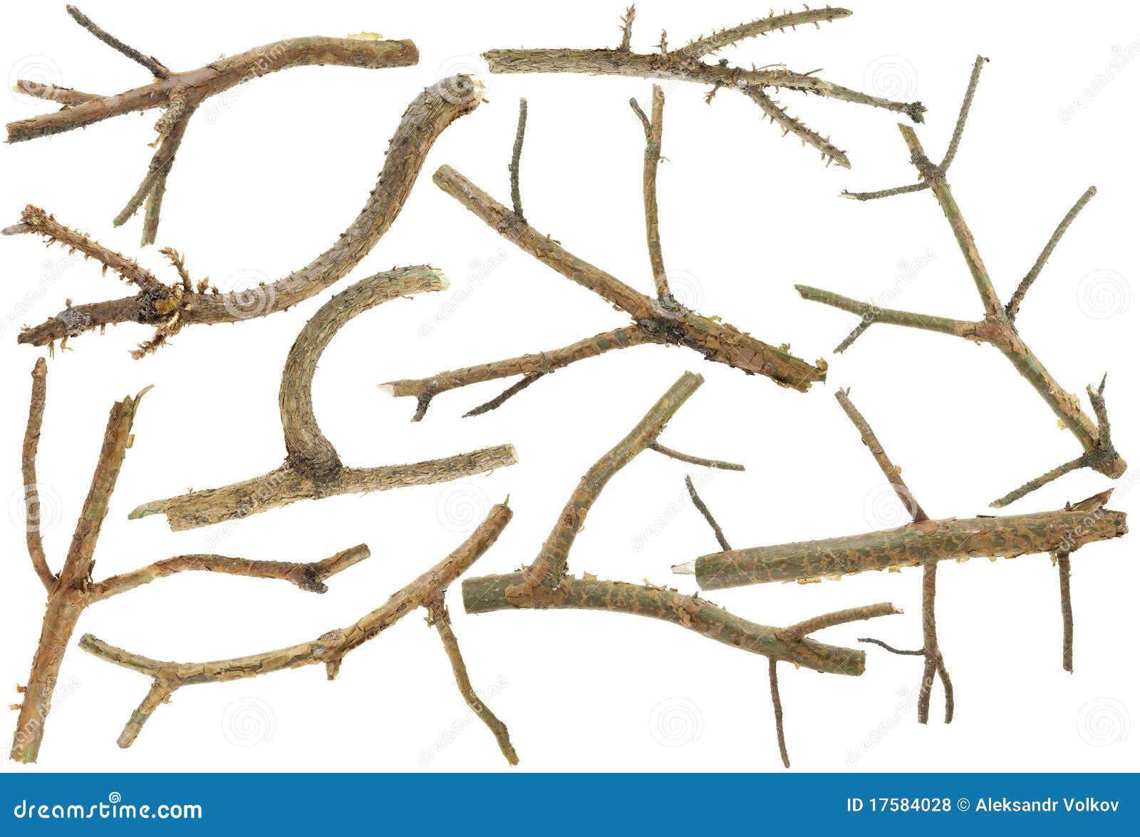 Pine Branches without Needles Set Isolated Stock Photo - Image of ...