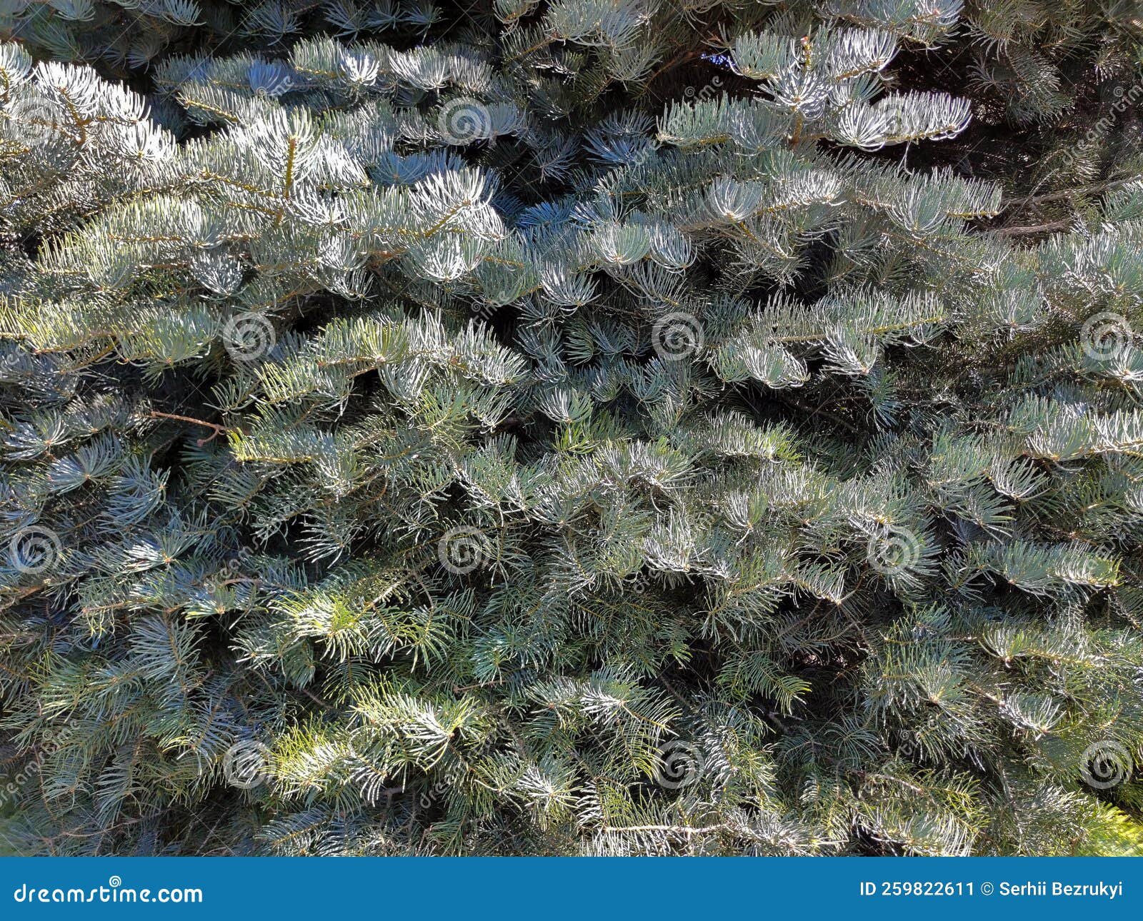 Pine Branches are Photographed Close-up from Above for the Whole Frame ...