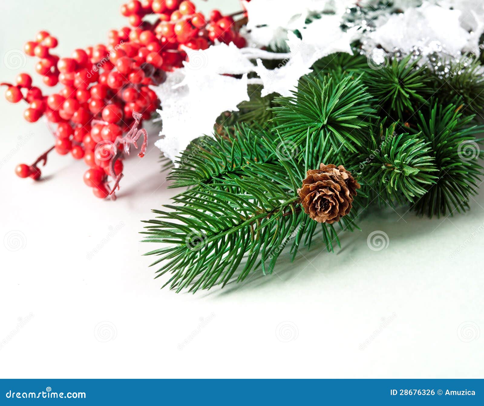 Pine Branches and Red Berry Stock Photo - Image of frost, isolated ...