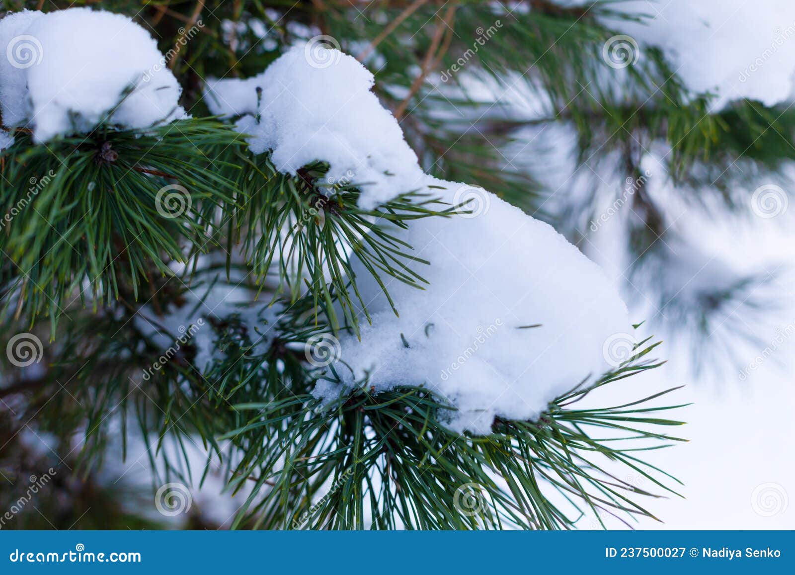 Pine branches in the snow stock image. Image of natural - 237500027