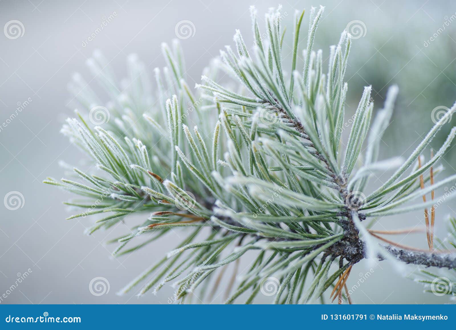 Pine Branches in Snow.Pine Trees Covered with Frost Stock Image - Image ...