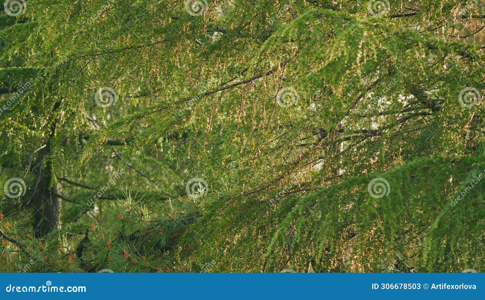Pine Branches. Water Drop Falling from Spruce Tree Branch. Pine Needles ...
