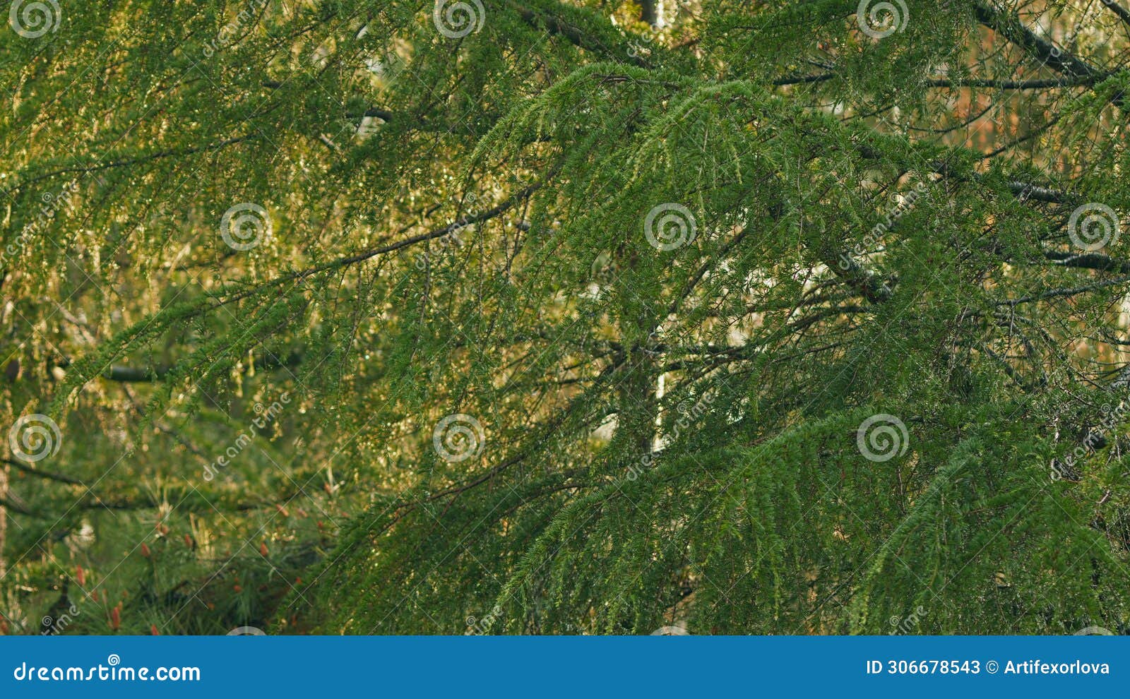 Pine Branches. Water Drop Falling from Spruce Tree Branch. Pine Needles ...