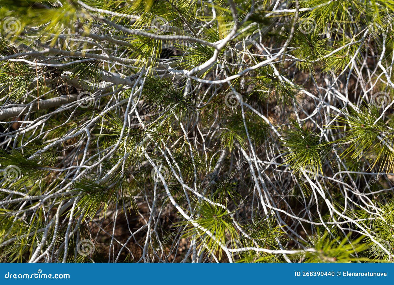 Young Cones On The Branches Of The Pond Pine Also Known As Pinus ...