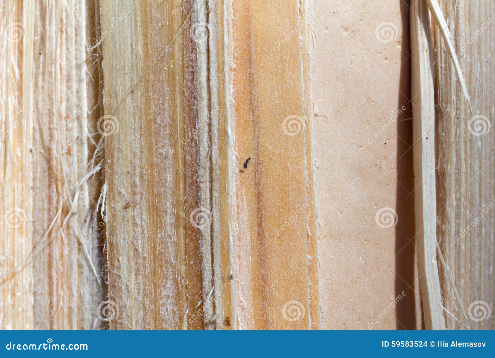 Pine Break Wood Texture Stock Photography | CartoonDealer.com #59583608