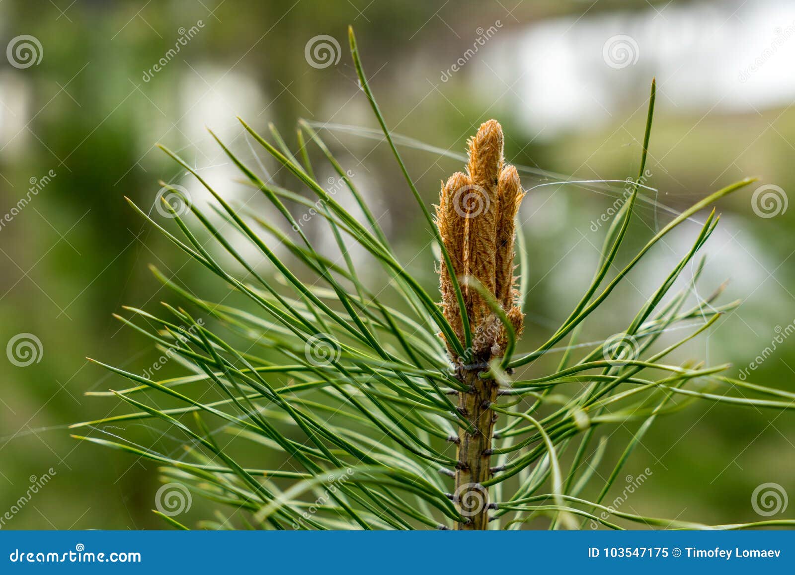 Pine bud in the spring stock image. Image of nature - 103547175