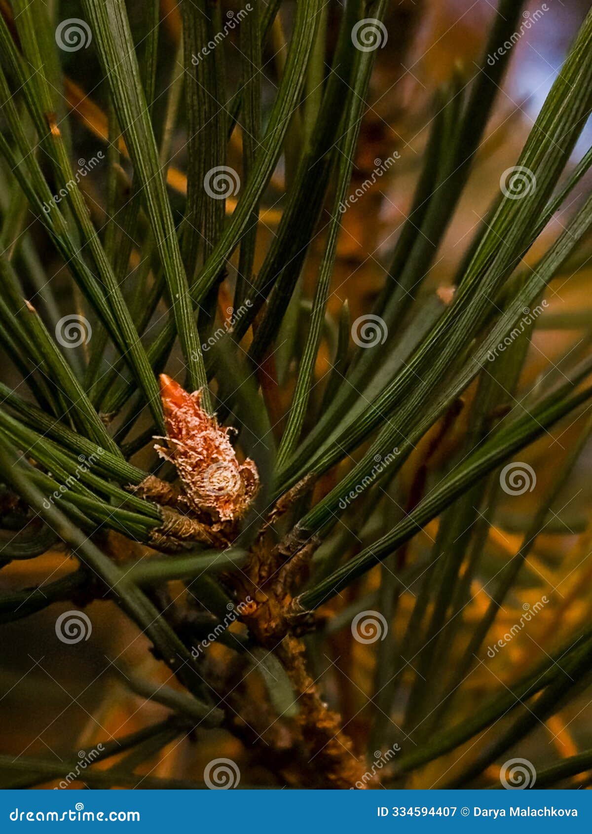 Pine Bud at Sunset in the Forest Stock Image - Image of tree, nature ...