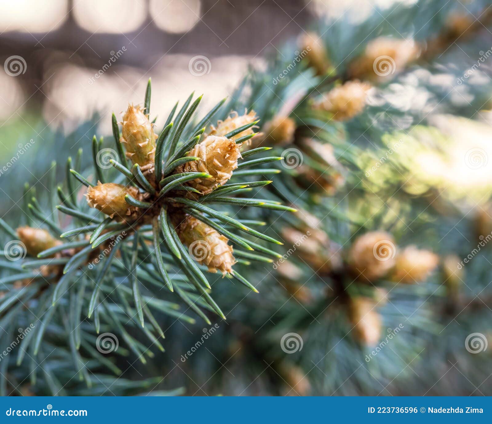 Pine Buds. Christmas Tree Cones. Spruce Buds in Spring. Background ...