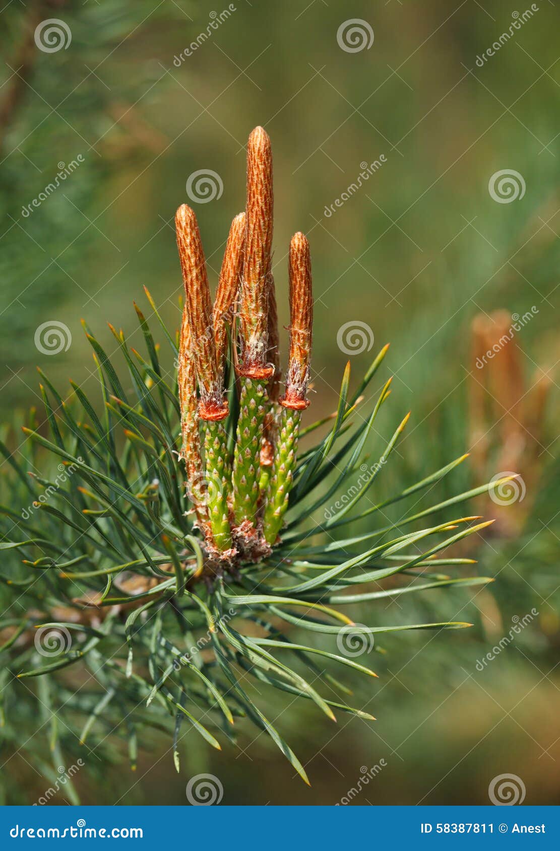 Pine buds stock image. Image of forest, needle, macro - 58387811