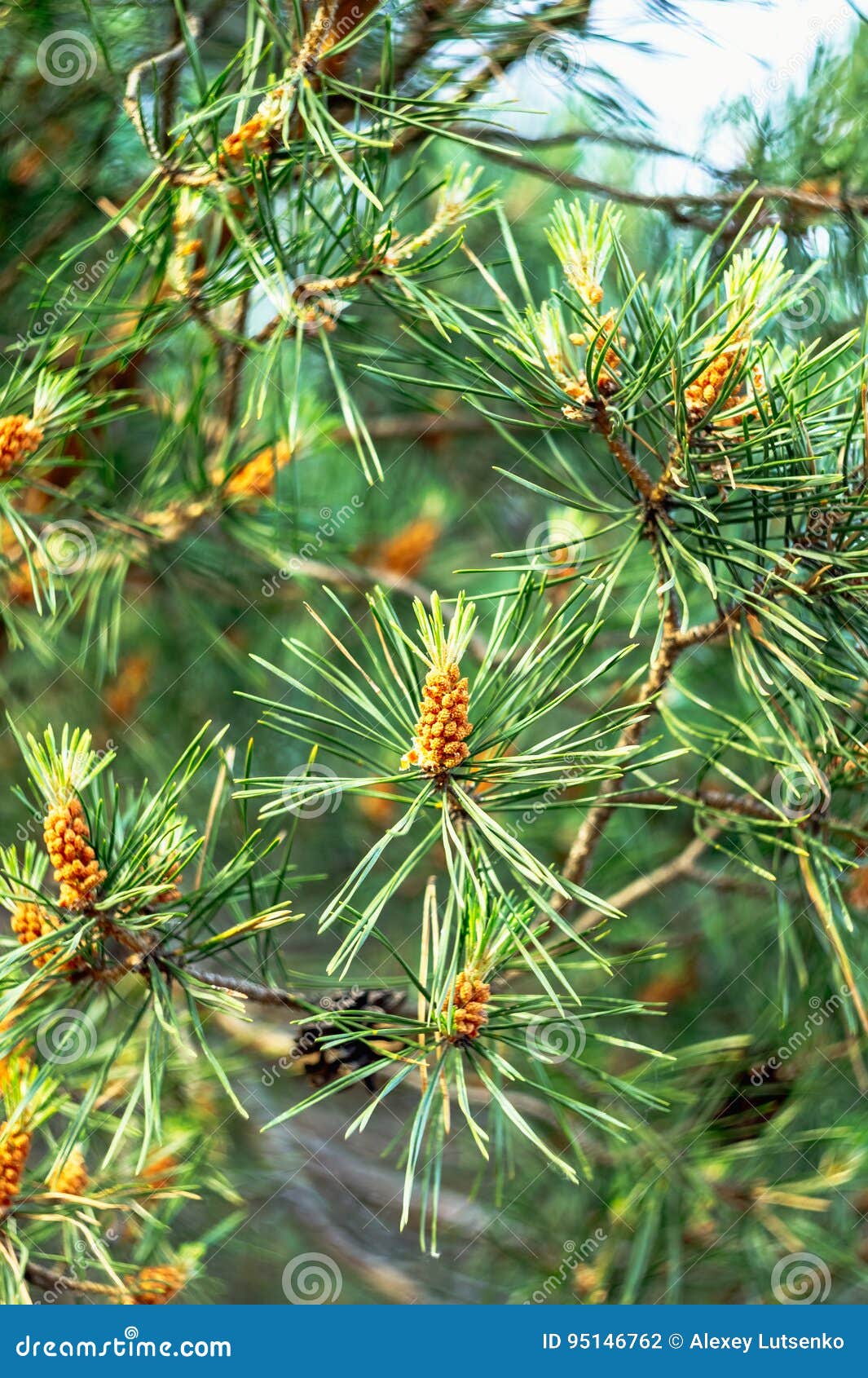 Pine buds in the spring. stock photo. Image of botany - 95146762