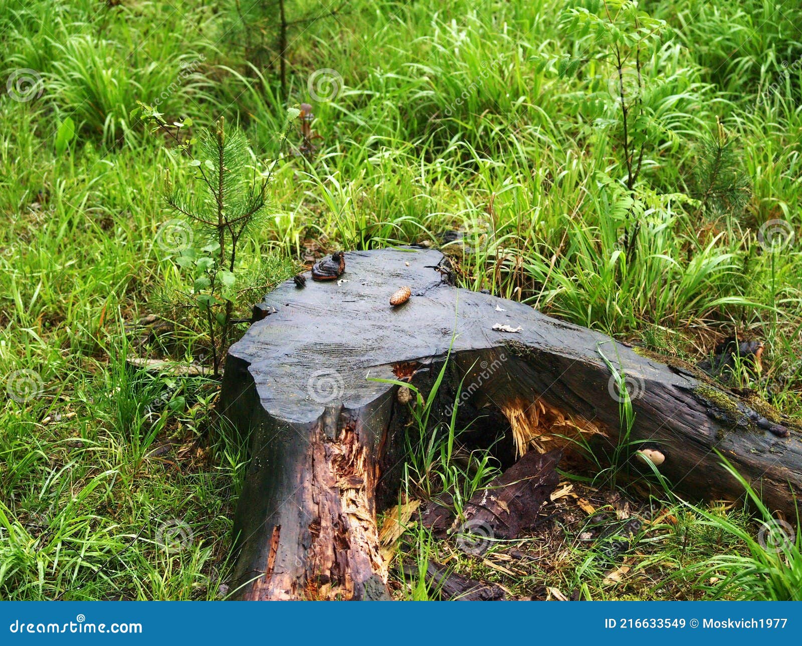 Pine Bump Lies on the Stump Stock Image - Image of brown, evergreen ...