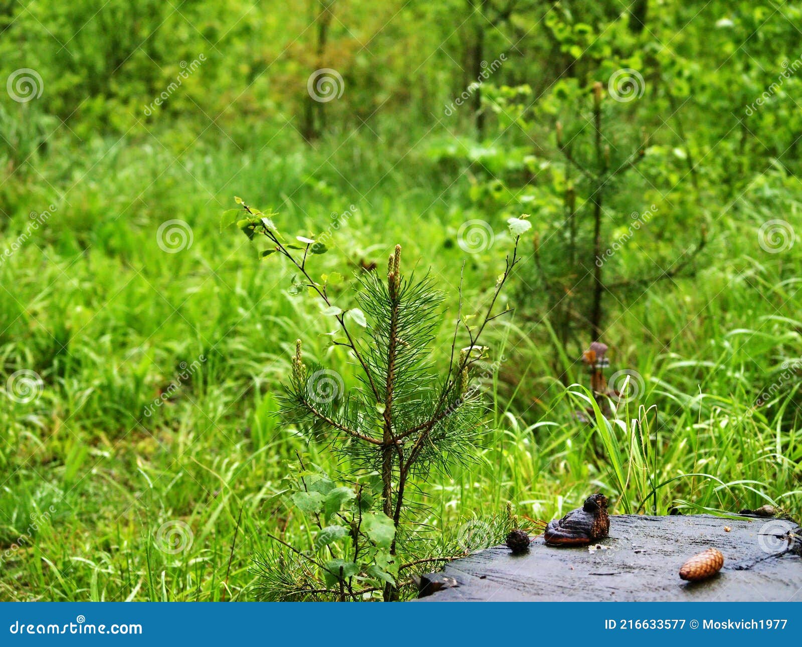 Pine Bump Lies on the Stump Stock Image - Image of conifer, bark: 216633577