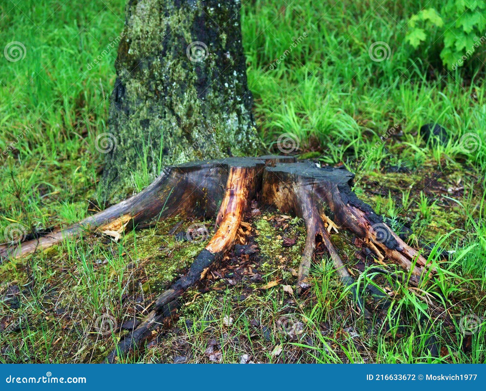 Pine Bump Lies on the Stump Stock Photo - Image of light, nature: 216633672