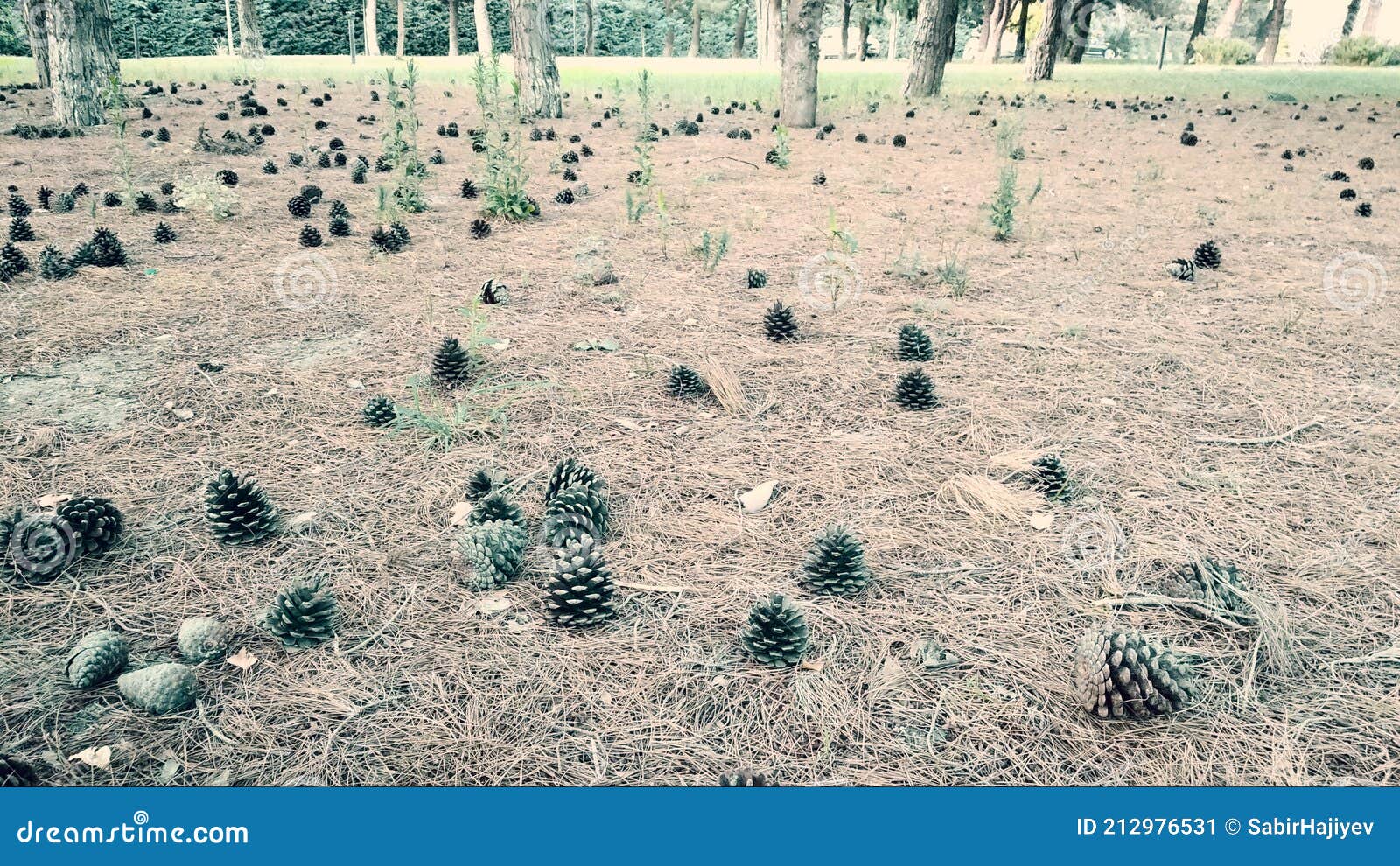 Earth Bumps On Which The Grass Grows. Stock Photo | CartoonDealer.com ...