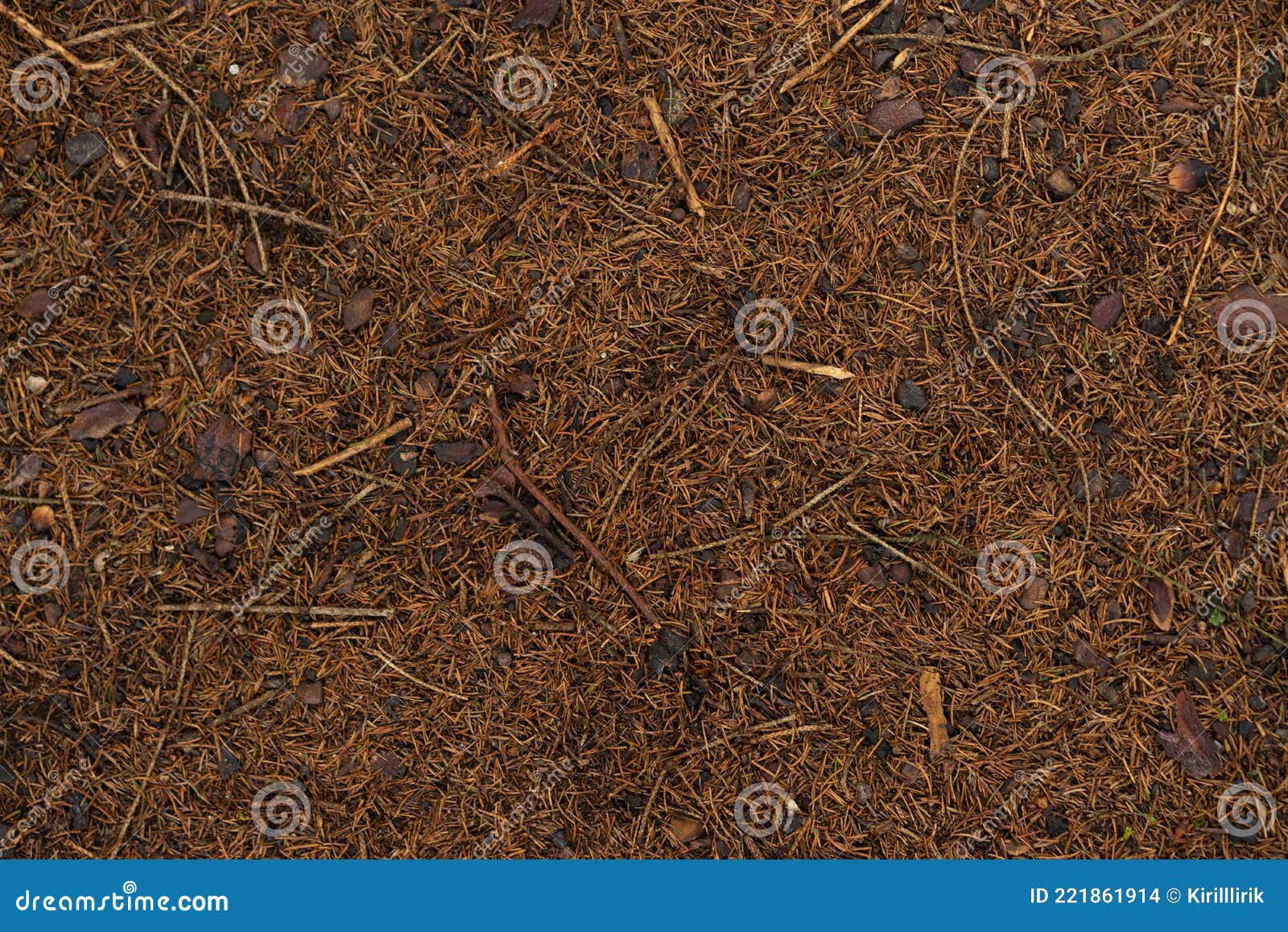 Pine Bumps and Needles Lying on the Ground. Organic Texture Stock Photo ...