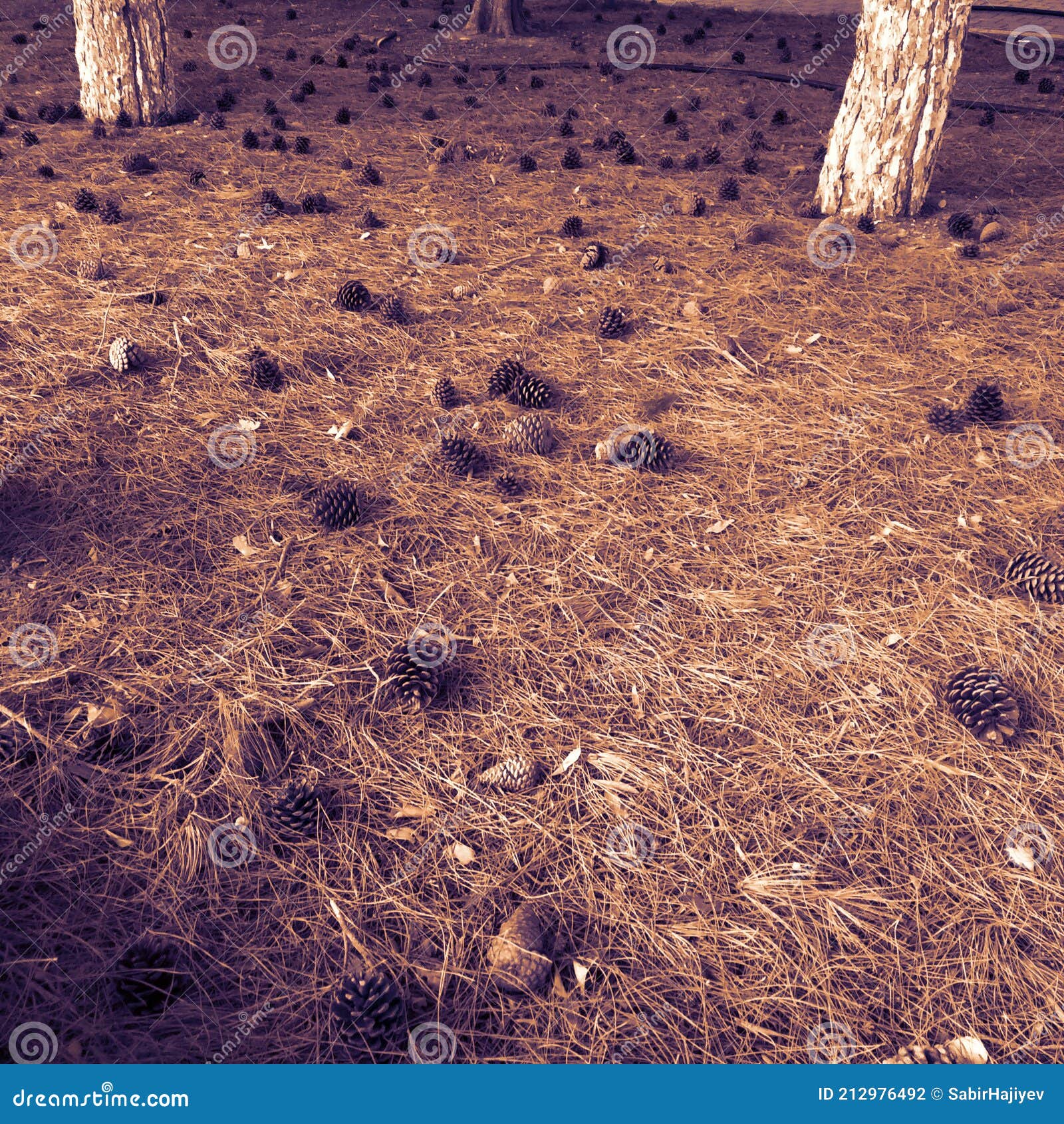 Pine Bumps and Needles Lying on the Ground Stock Photo - Image of land ...