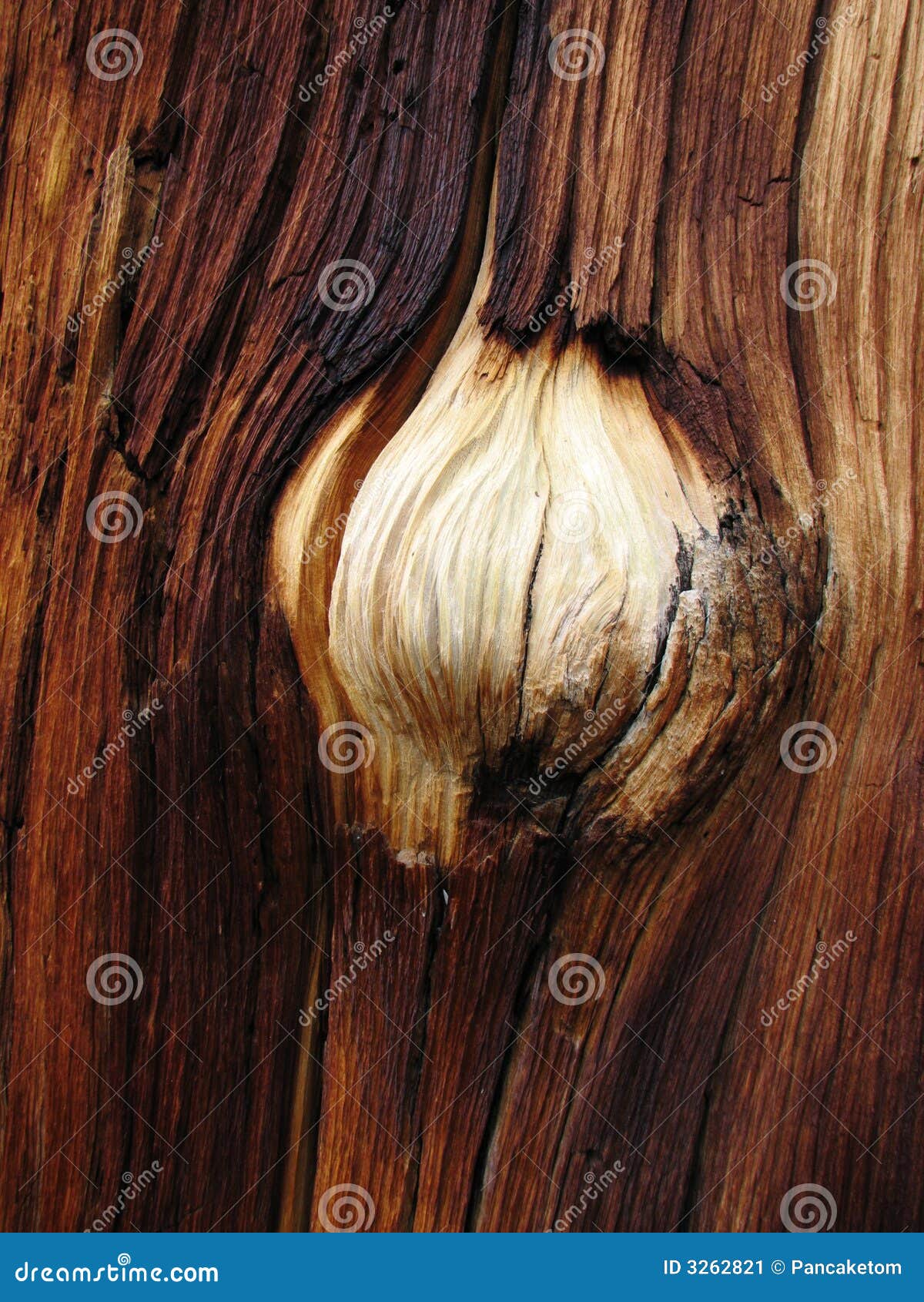 Pine burl stock image. Image of knotted, alpine, detail - 3262821
