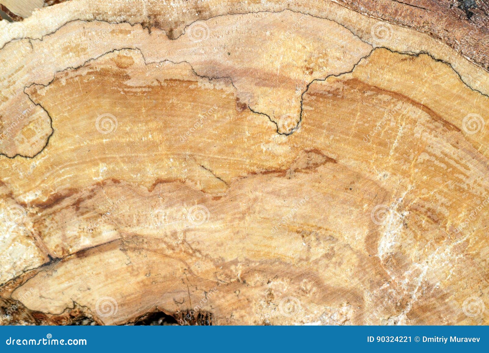 Pine burl wood stock image. Image of crack, twisted, tree - 90324221