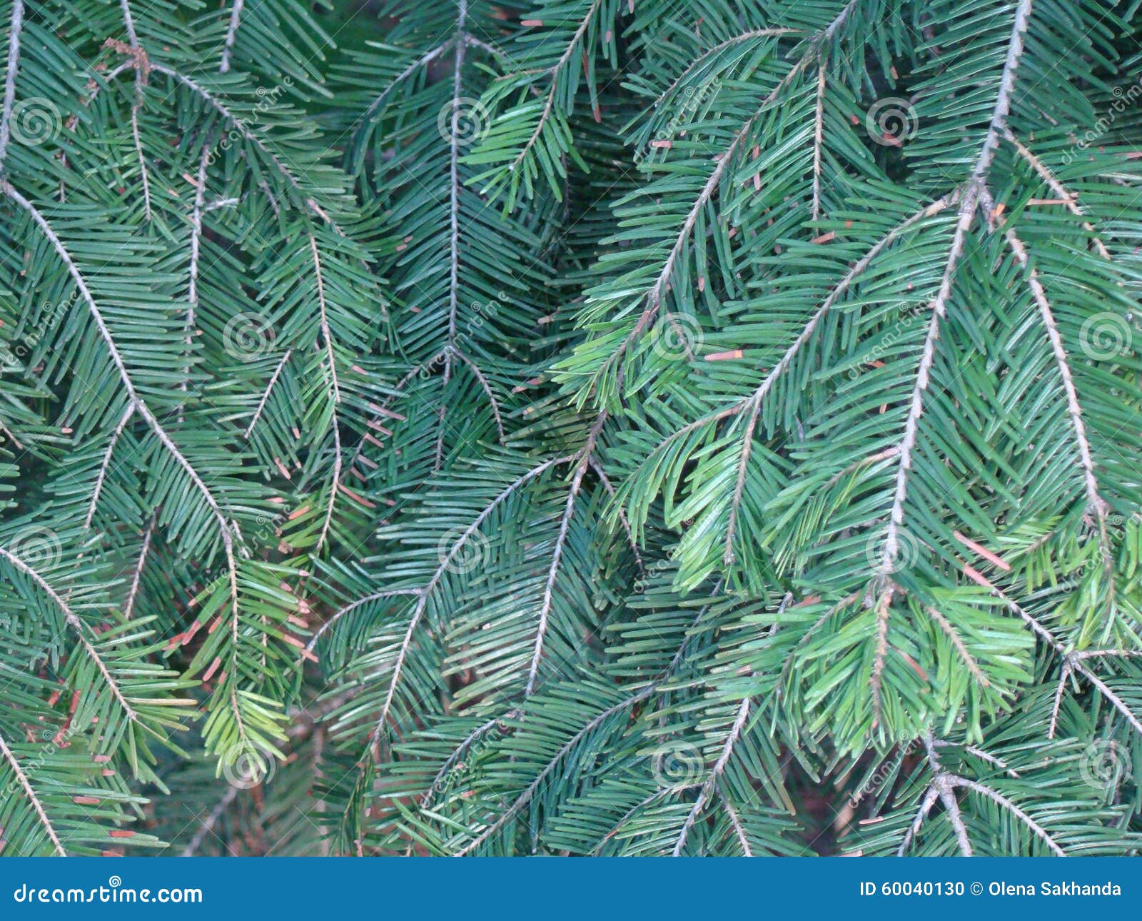 Pine bush stock photo. Image of garden, evergreen, single - 60040130