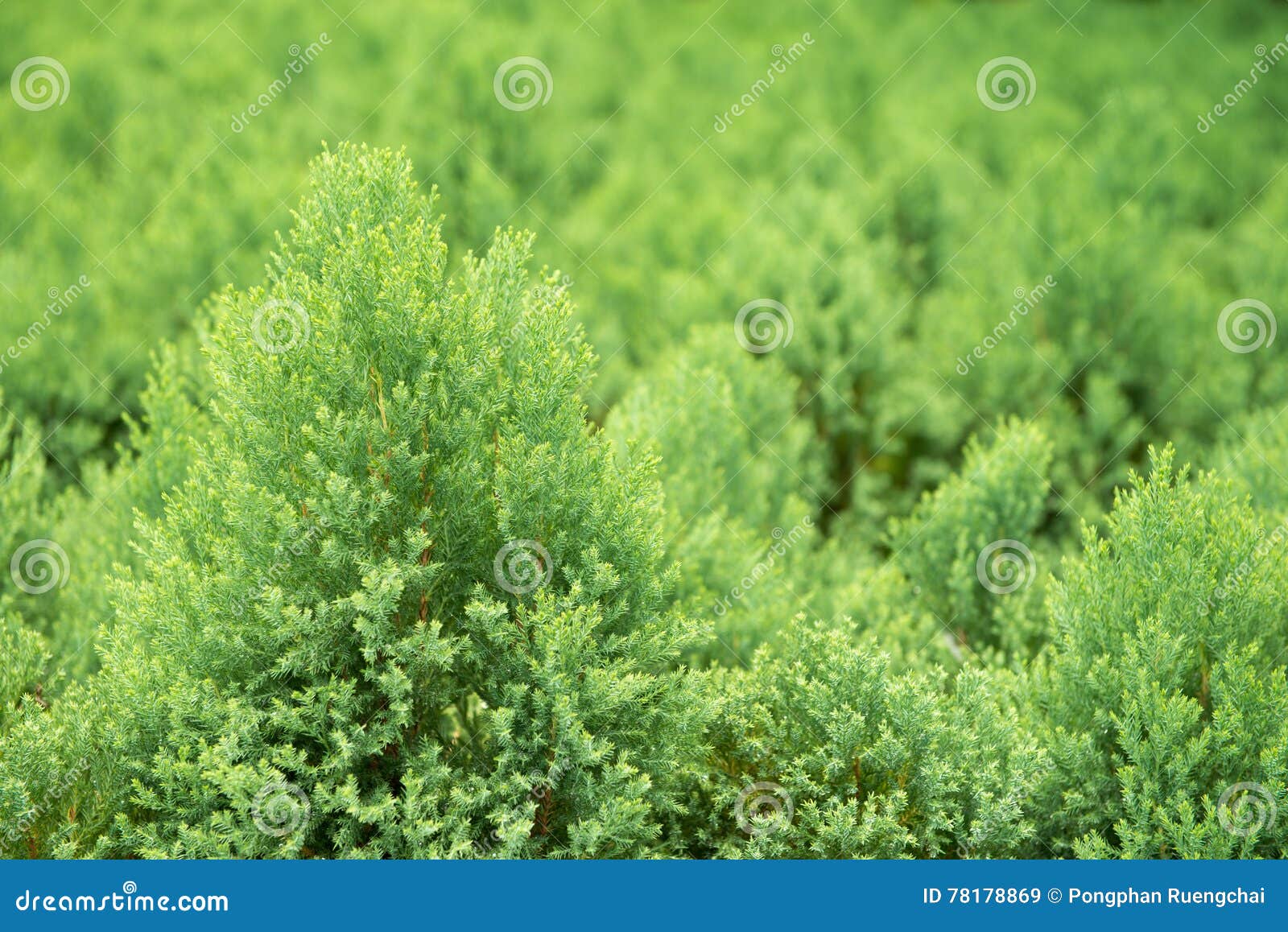 Pine bush stock image. Image of tree, cone, nature, bush - 78178869
