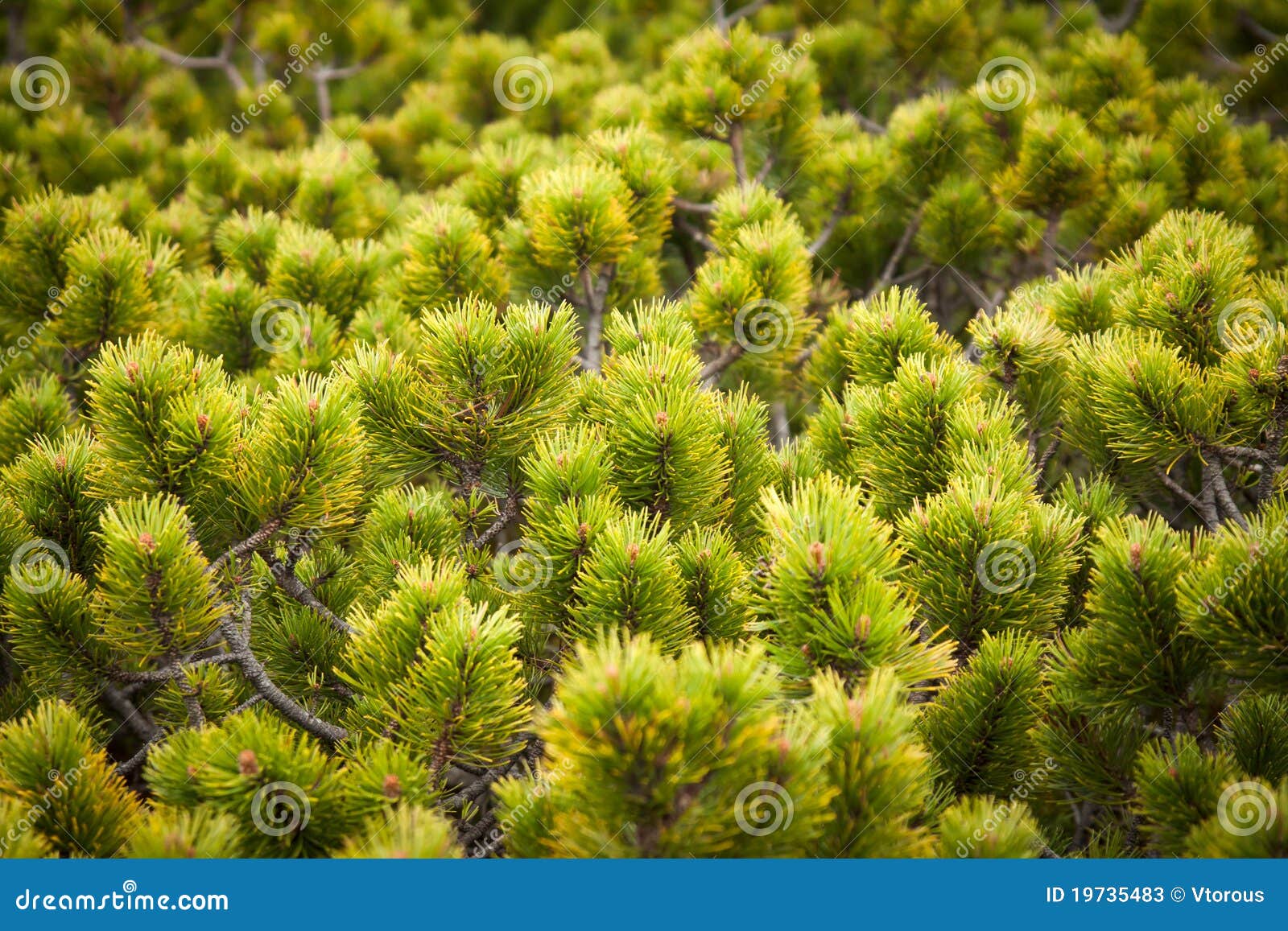 Pine bushes stock image. Image of light, undergrowth - 19735483
