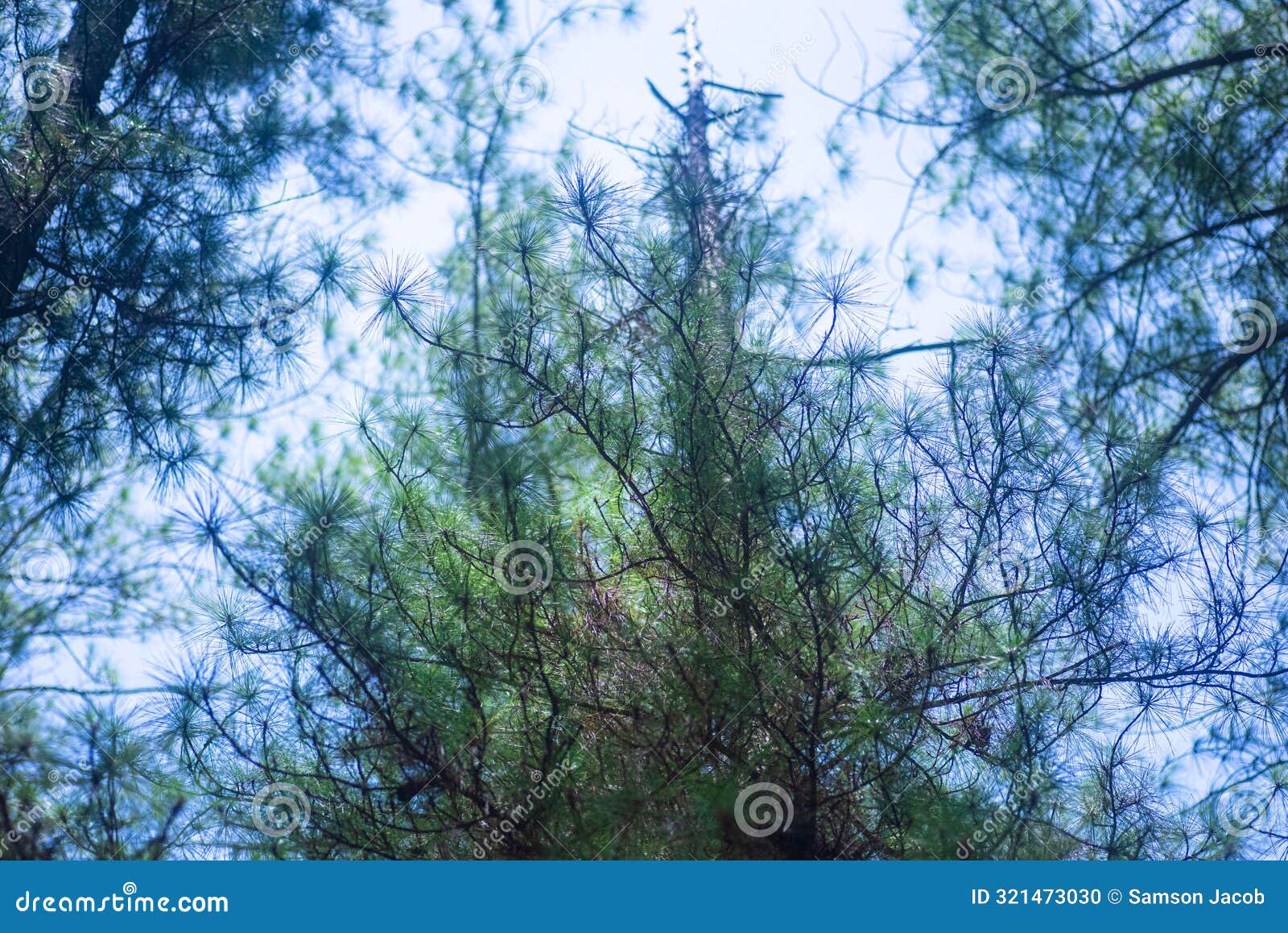Pine Canopy in the Bright Sunny Sky Stock Photo - Image of blue, sunlit ...