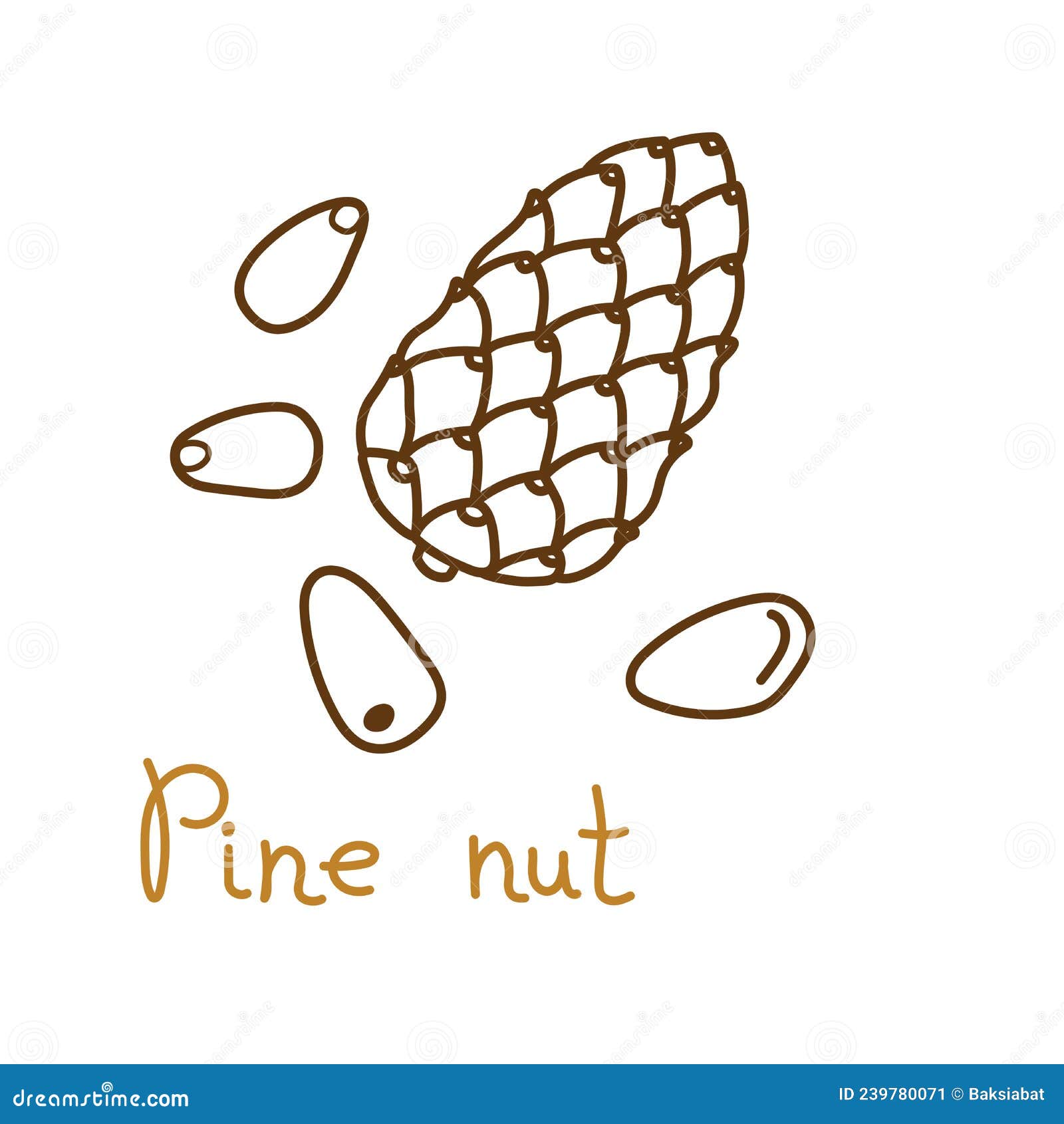 Pine or Cedar Nut Hand Drawn Graphics Element for Packaging Design of ...
