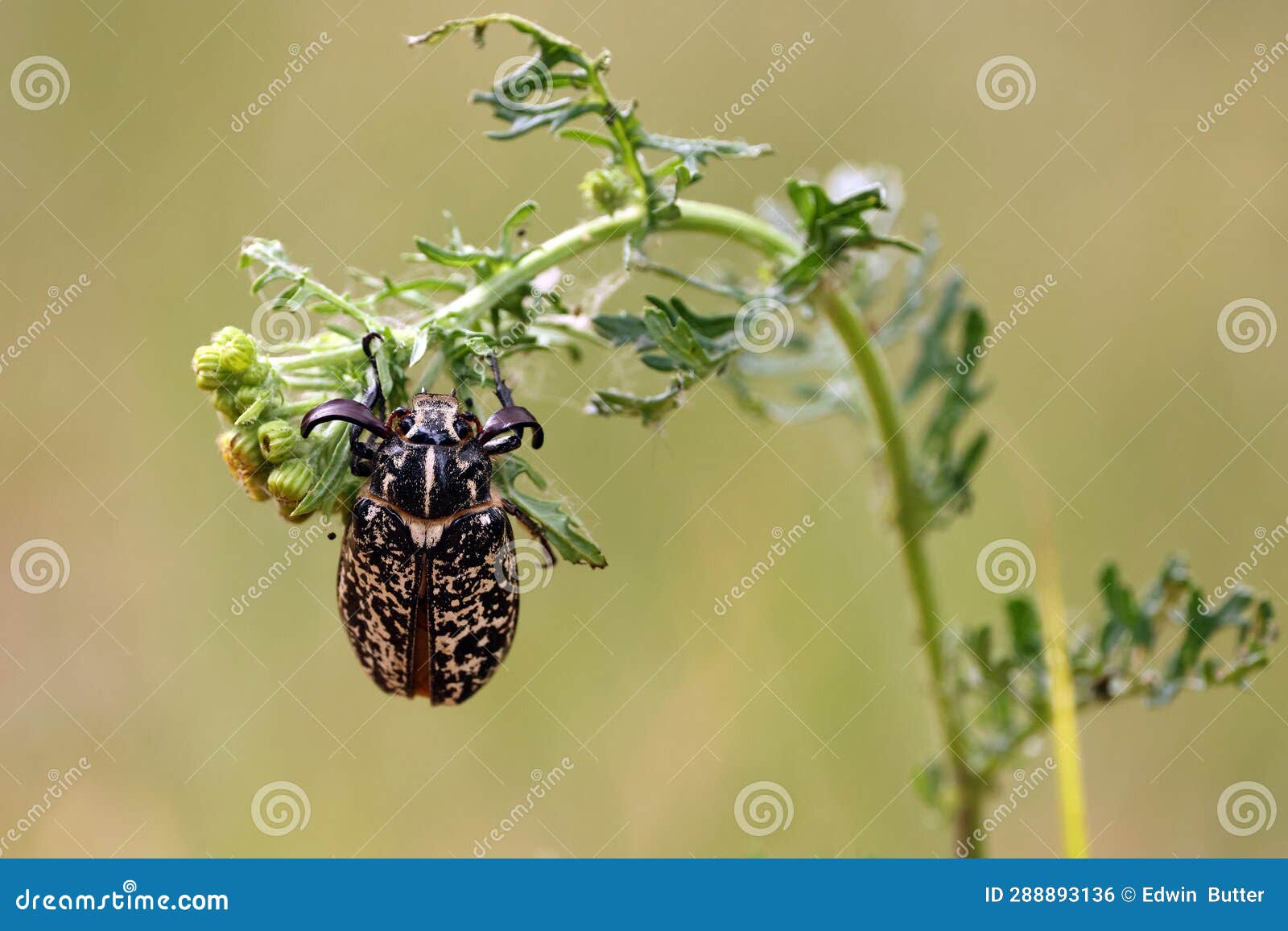 Pine Chafer, Polyphylla Fullo Stock Photo - Image of insects, animal: 288893136