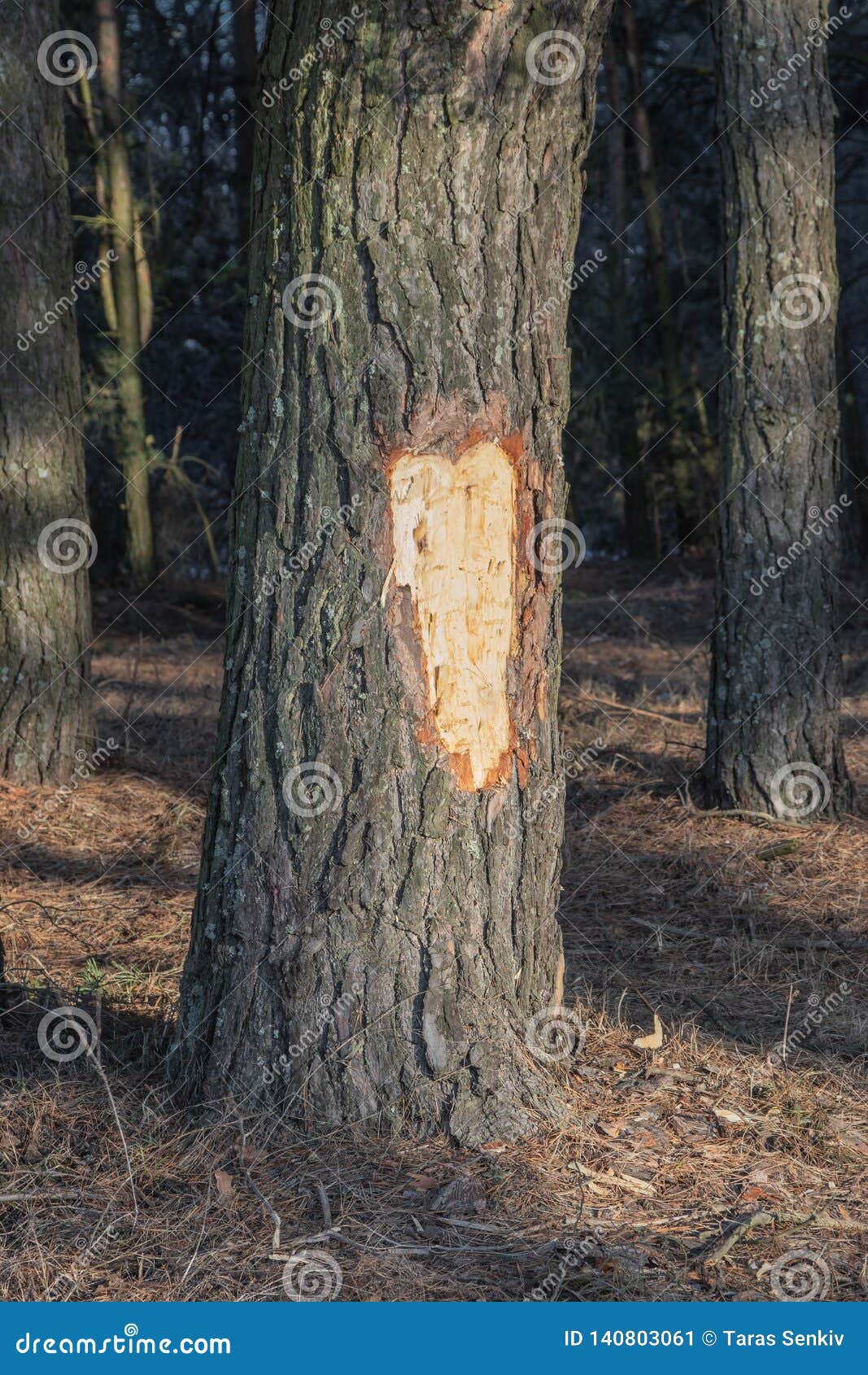 Pine with Chopped Bark Man Vandal in the Forest. Stock Image - Image of ...