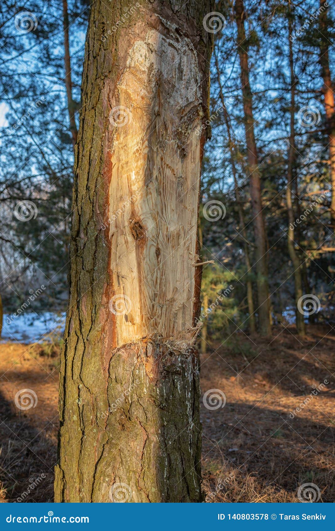 Pine with Chopped Bark Man Vandal in the Forest Stock Photo - Image of ...