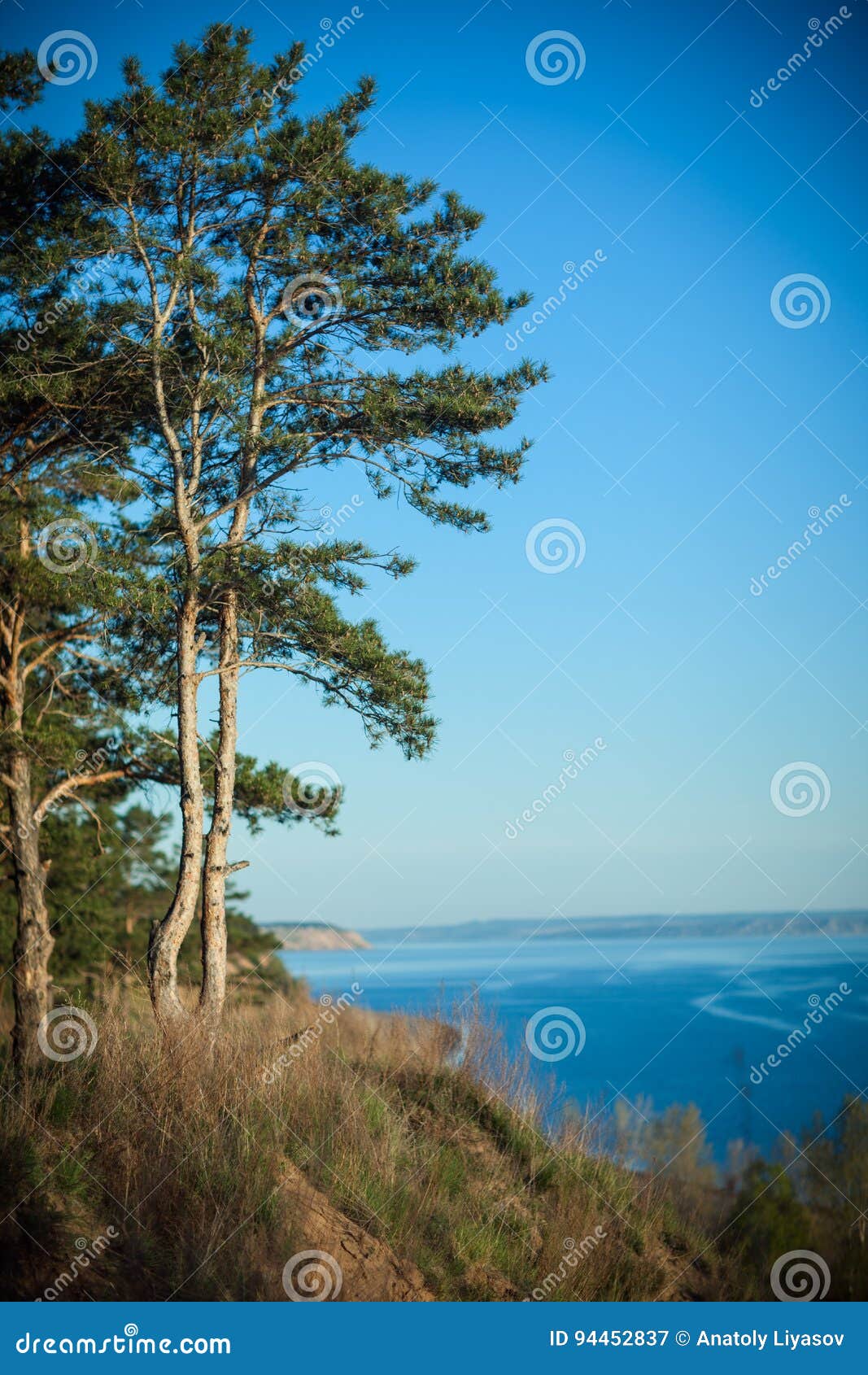 Pine on the Cliff Above the Water Stock Image - Image of sand, europe ...