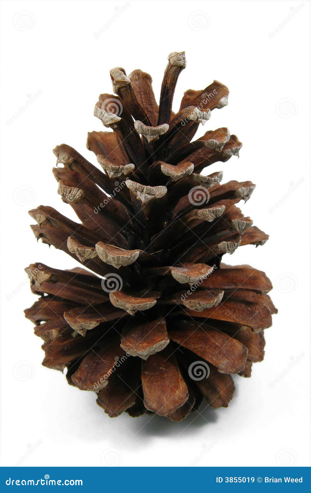 Pine Cone 1 stock image. Image of plant, seed, isolated - 3855019