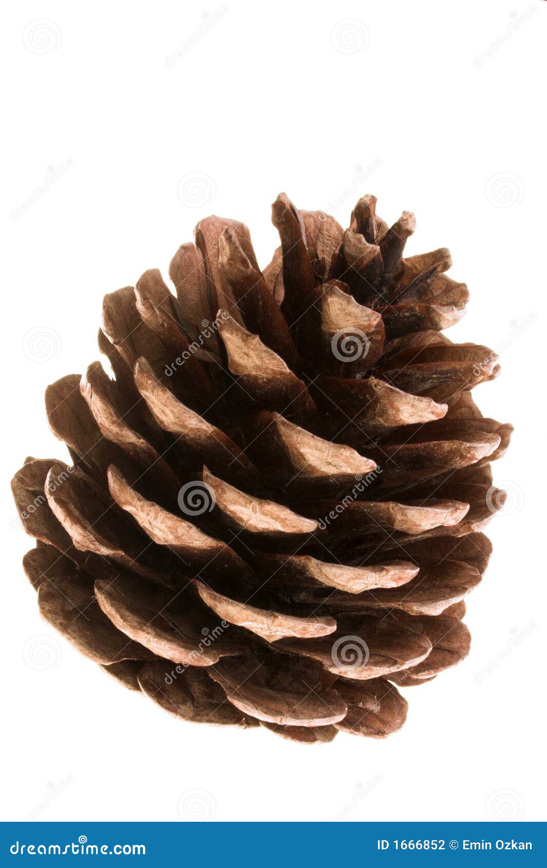 Pine cone stock photo. Image of abstract, christmas, shape - 1666852