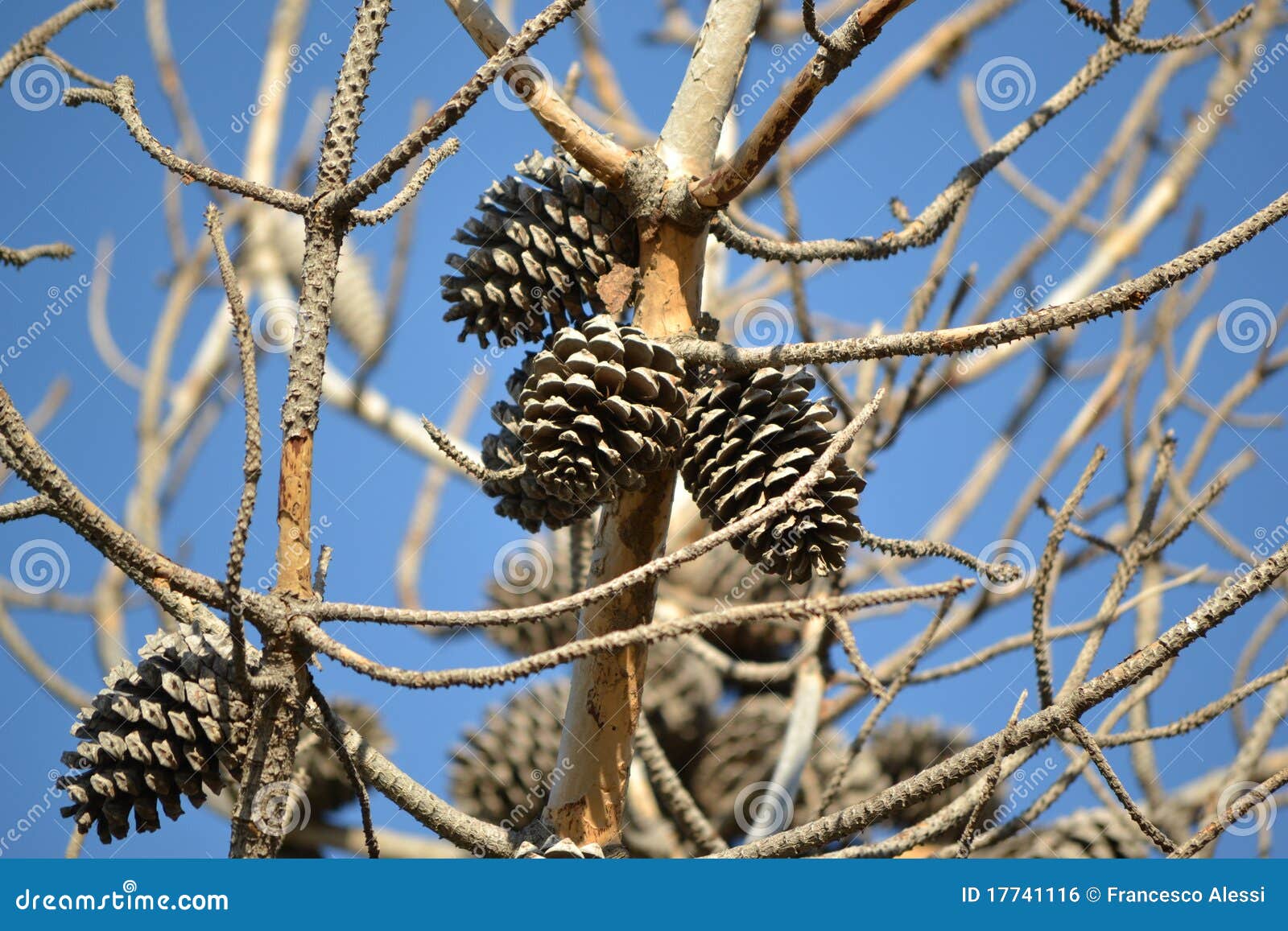 Pine cone stock photo. Image of blue, pine, closeup, wood - 17741116