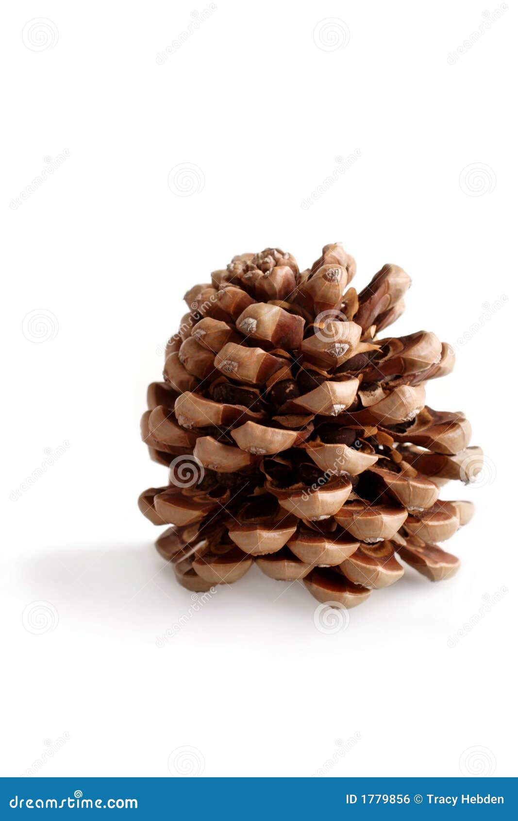Pine cone stock photo. Image of nature, season, isolated - 1779856
