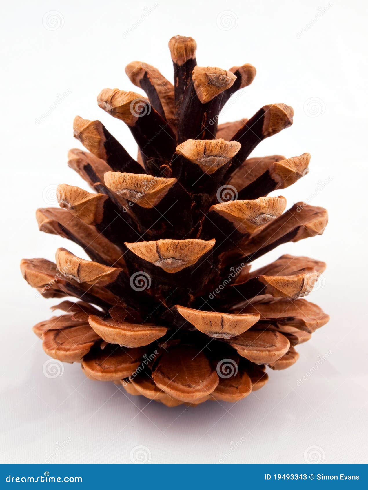 Pine Cone Stock Photos - Image: 19493343