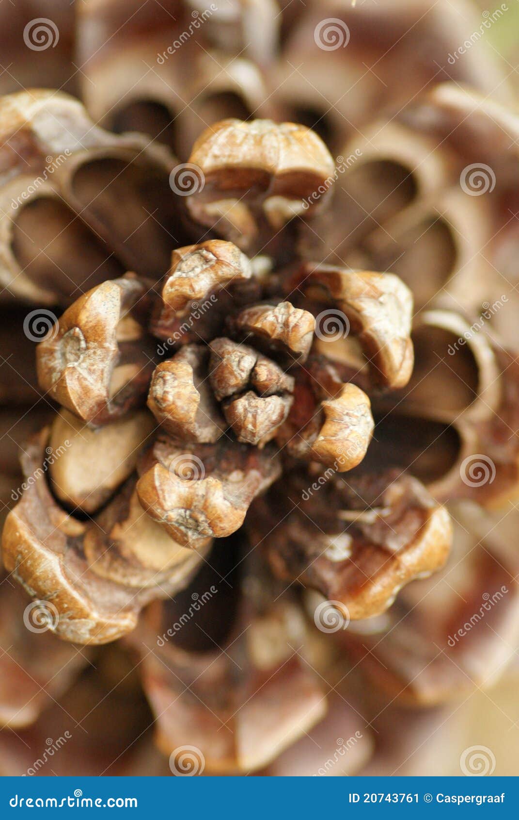 Pine cone stock image. Image of woods, wildlife, forest - 20743761