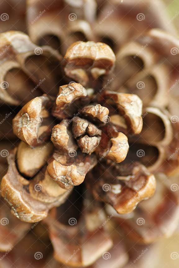 Pine cone stock image. Image of woods, wildlife, forest - 20743761