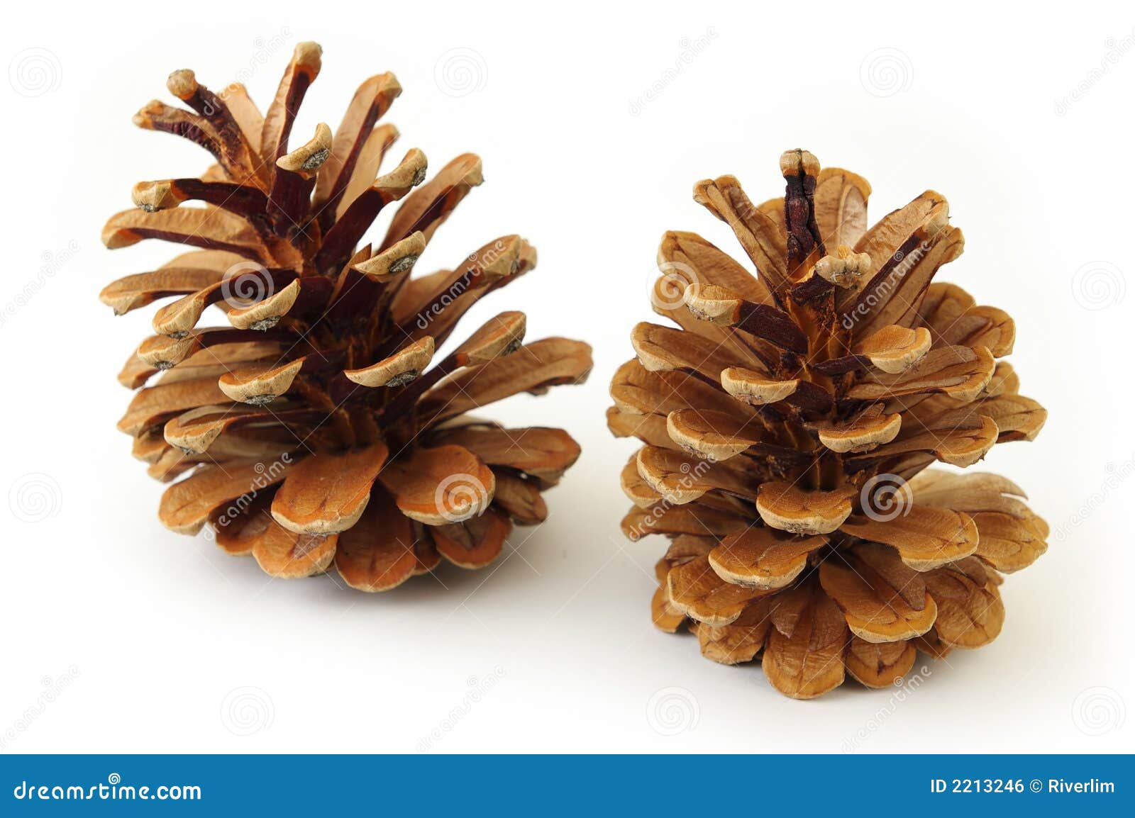 Pine Cone stock photo. Image of seasonal, decor, ornament - 2213246