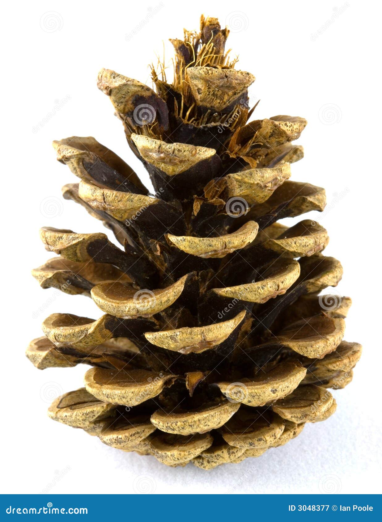 Pine Cone stock image. Image of pine, coniferous, forest - 3048377