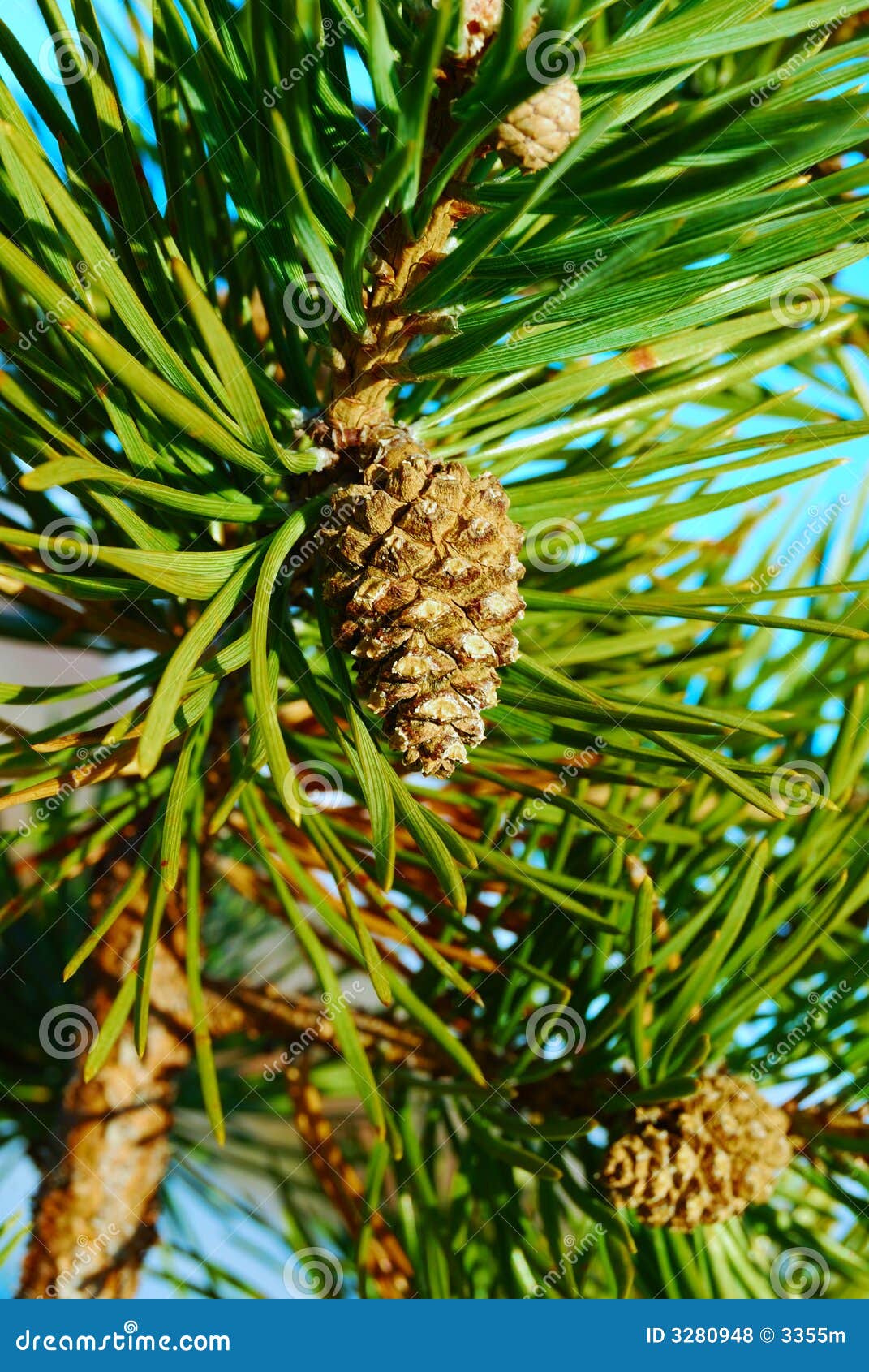 Pine Cone stock photo. Image of brown, destinations, cone - 3280948