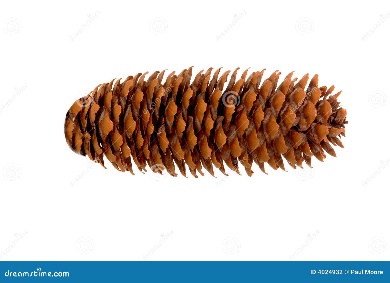 Pine Cone stock photo. Image of shape, tree, christmas - 4024932