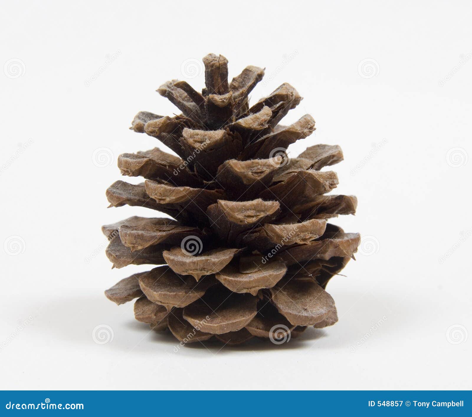 Pine cone stock image. Image of decoration, evergreen, woods - 548857