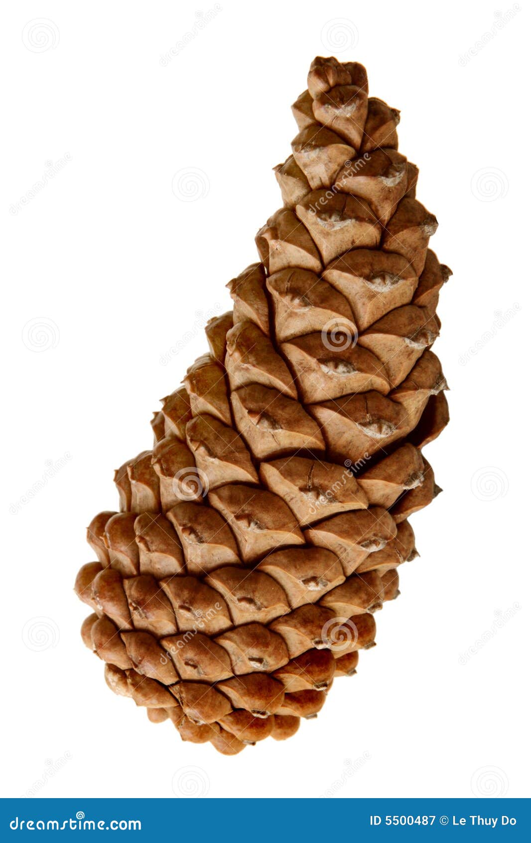 Pine Cone stock image. Image of xmas, cone, fruit, tree - 5500487