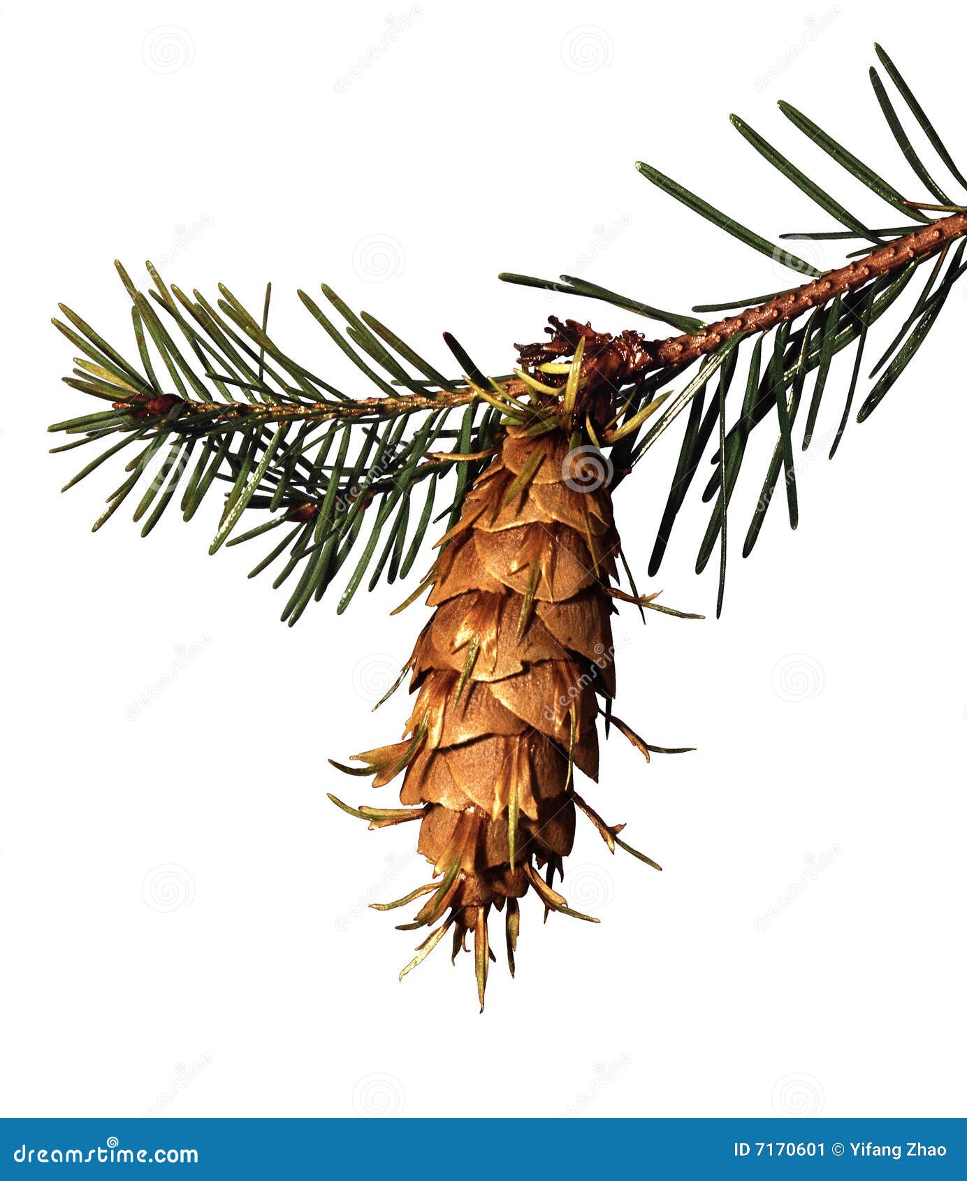 Pine cone stock image. Image of bulbs, celebration, abstract - 7170601