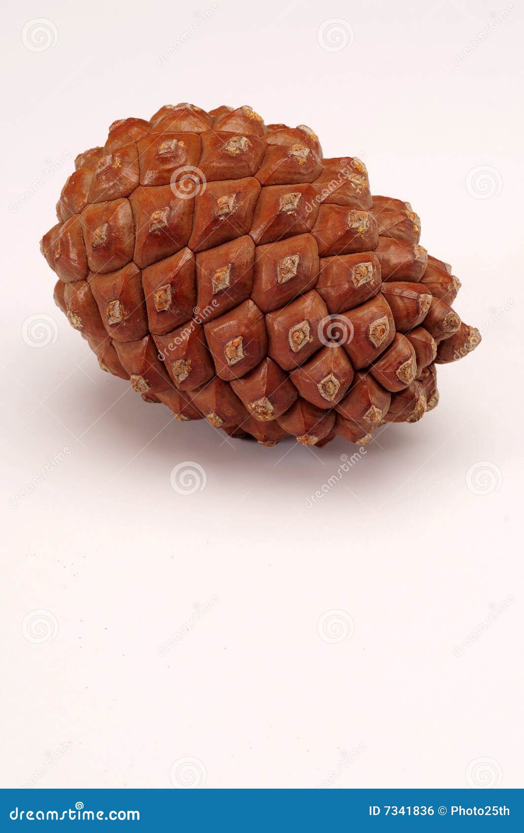 Pine cone stock photo. Image of nature, forest, pine, pinetree - 7341836