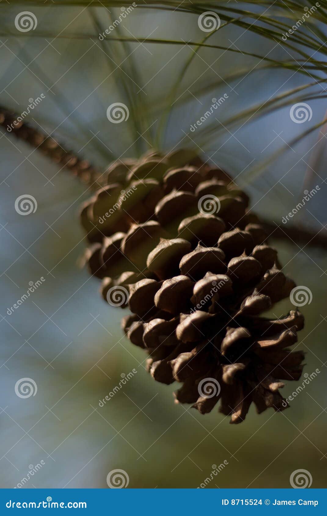 Pine cone stock photo. Image of plant, vertical, selective - 8715524