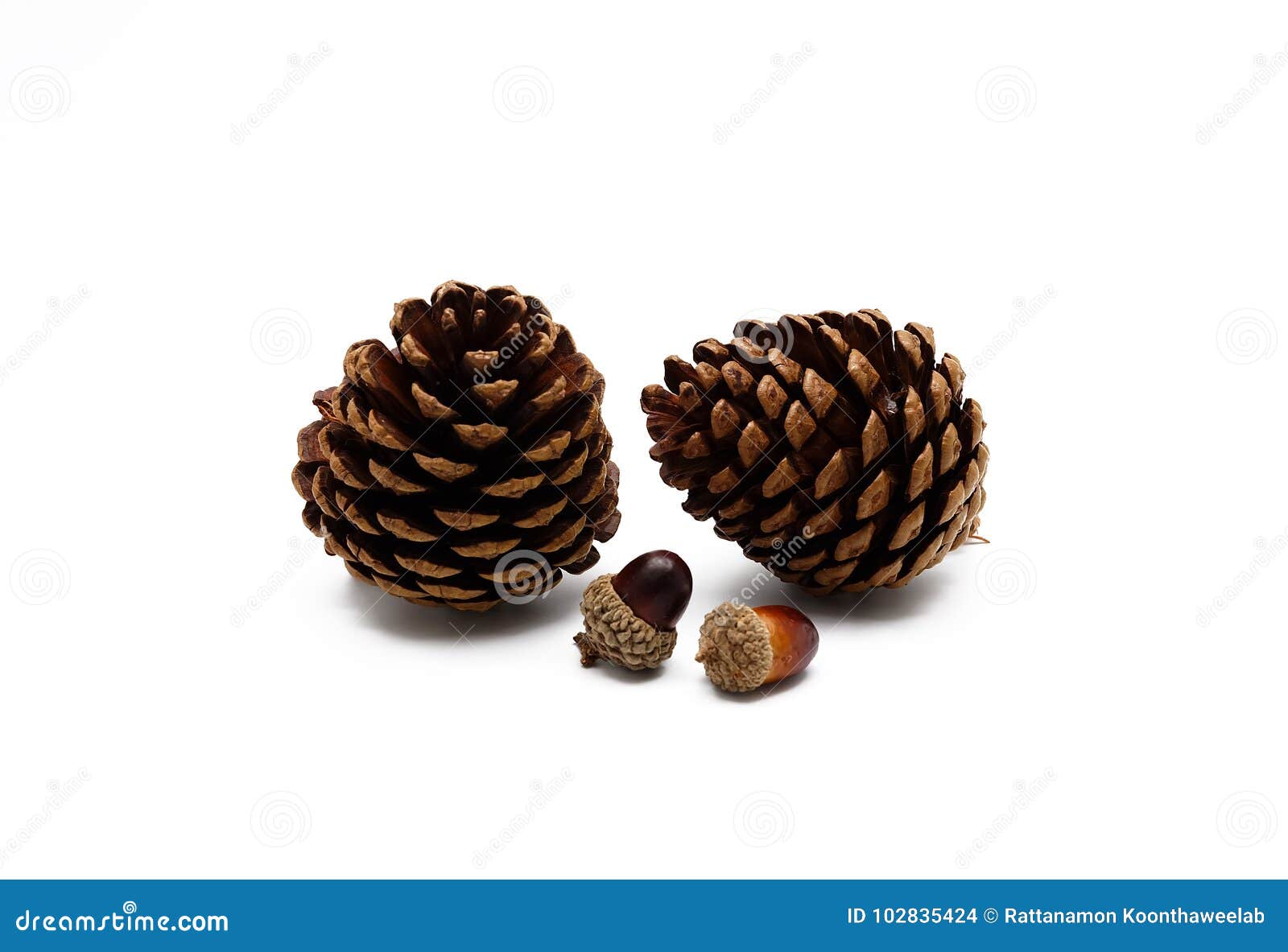 Pine Cone and Acorn Ornament on White Background Stock Photo - Image of ...