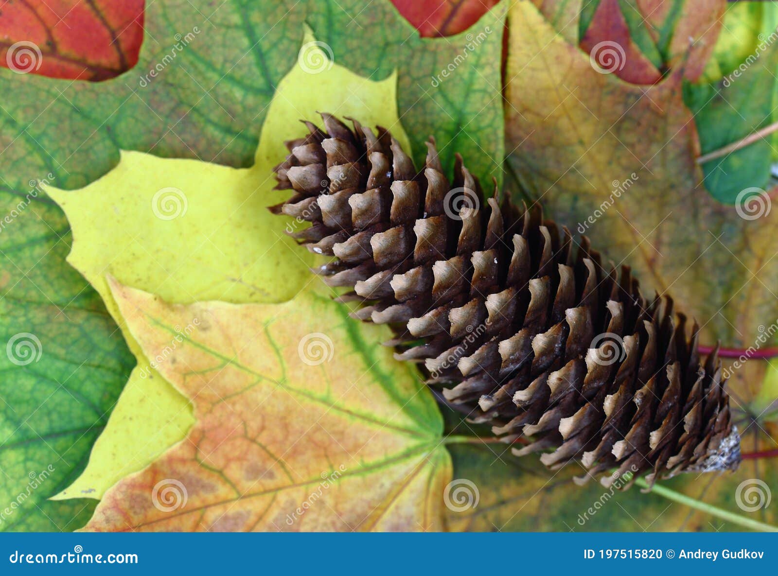 Pine Cone on Autumn Maple Leaves of Different Colors Stock Photo ...